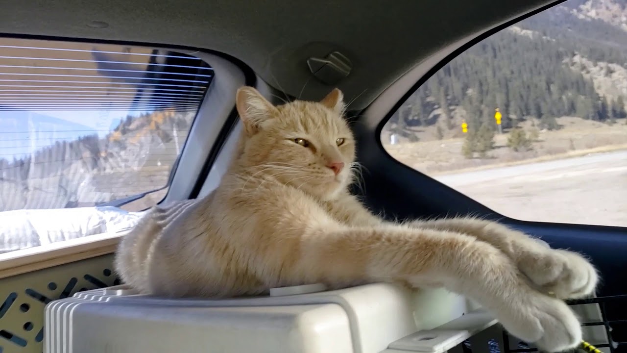 Moving Across the Country by Car with 3 Cats! - YouTube