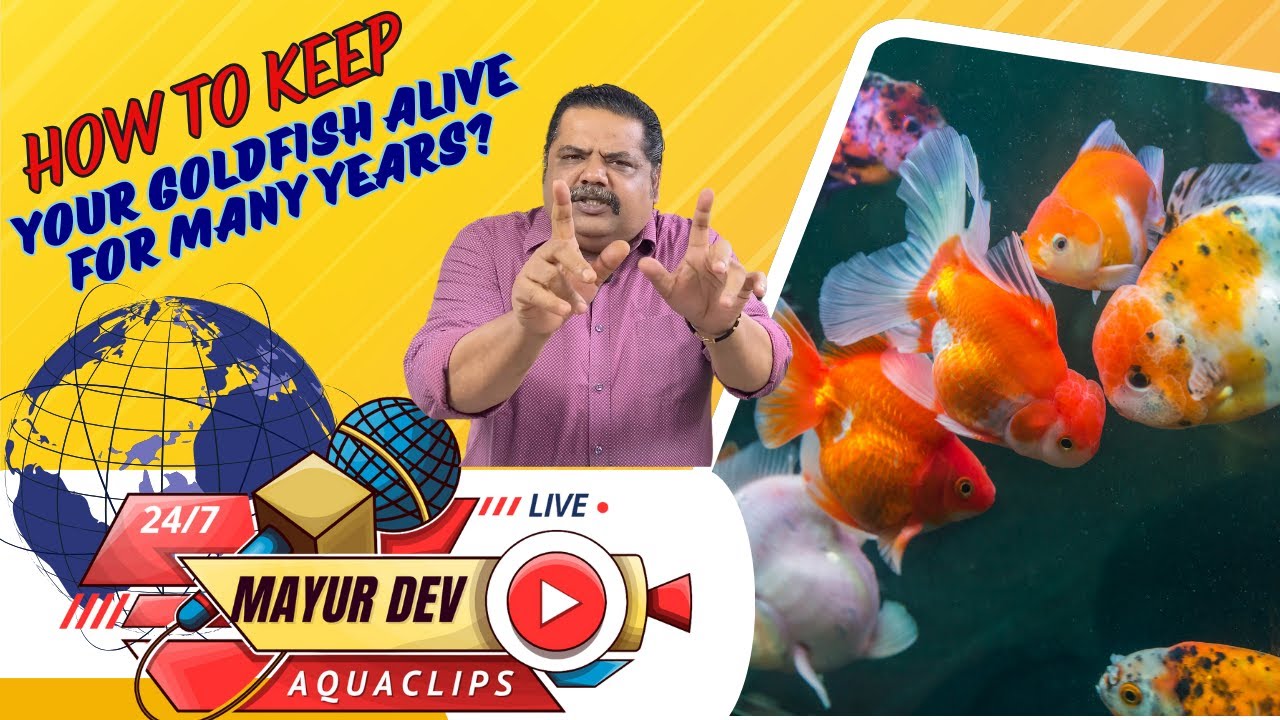 How to keep Your GOLDFISH Alive for many Years? | All About Goldfish | Mayur Dev Aquascaper ...