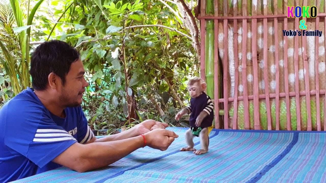 Koko and Yoko's Family: Little Angel Yoko Fun And Happy Playing To ...