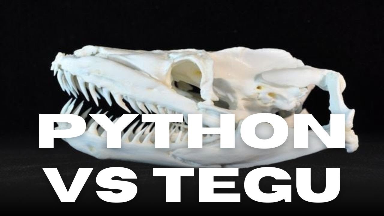 "Tegu VS Python: The Ultimate Feeding Showdown!" - YouTube
