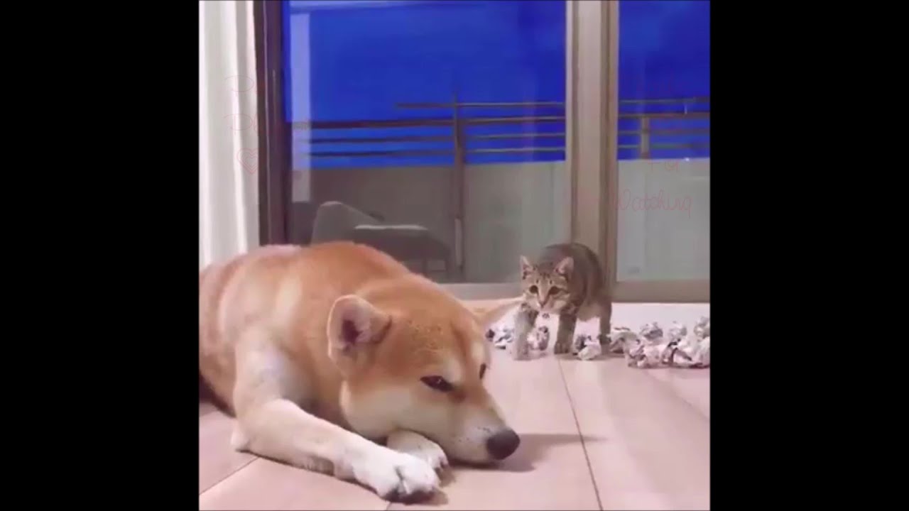 Cute Pets And Funny Animals Video Compilation #28 💖 ^Pet Playlist ...