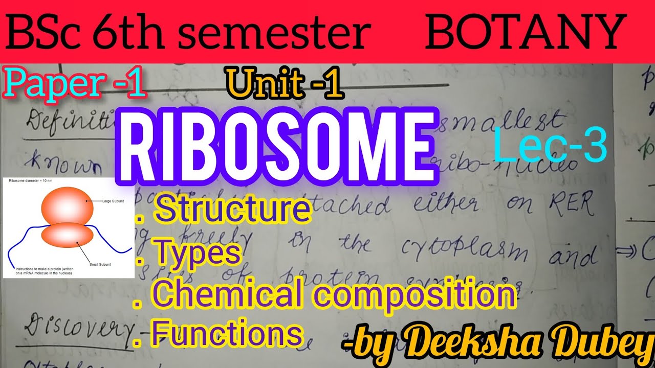 Ribosome- structure and function BSc - YouTube