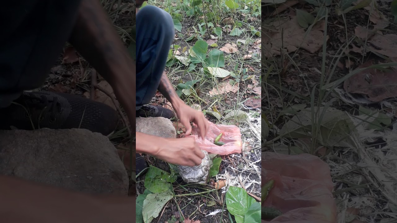 jungle hunting - YouTube