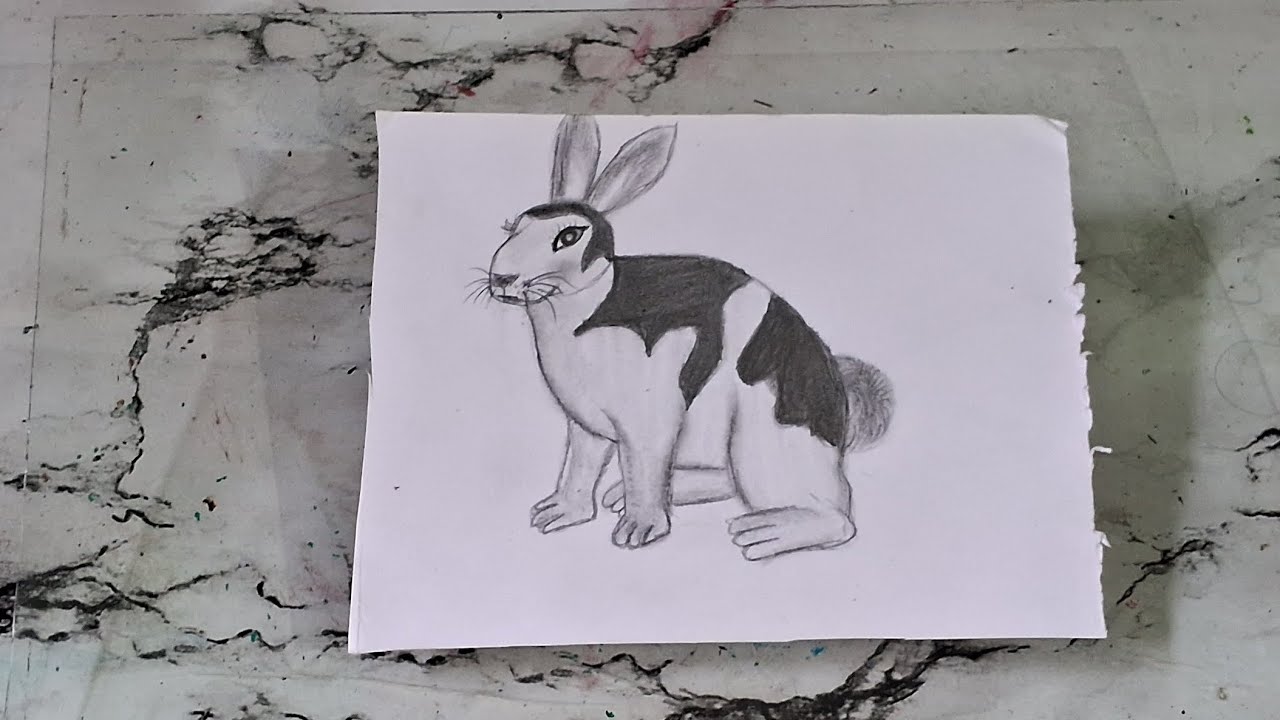 How to draw Rabbit drawing || Rabbit drawing || pencil sending work ...