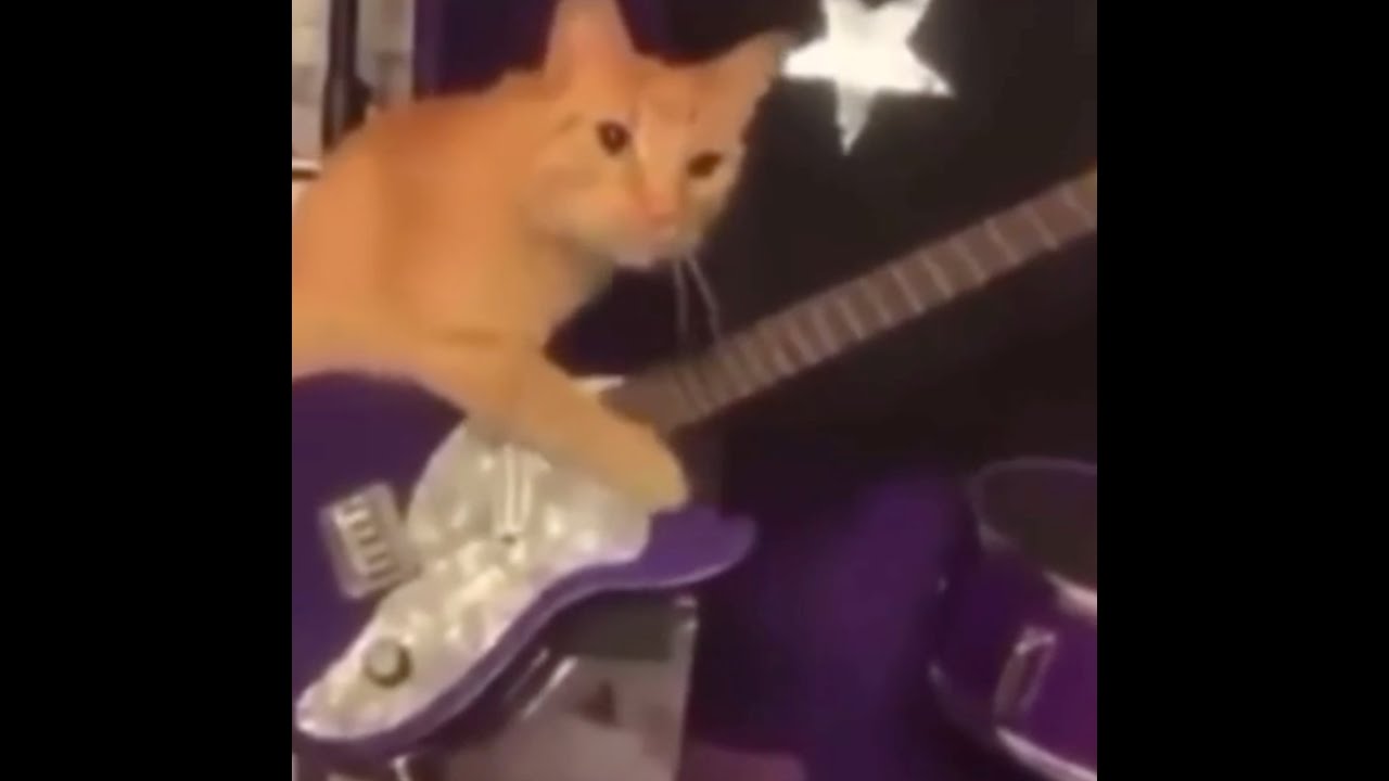 cats playing instruments - YouTube