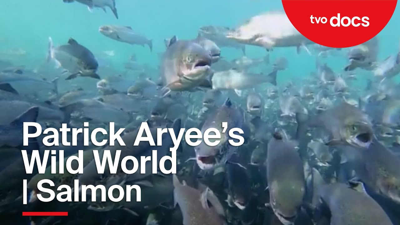 Salmon | Episode 2 | Patrick Aryee’s Wild World | TVO Docs - YouTube