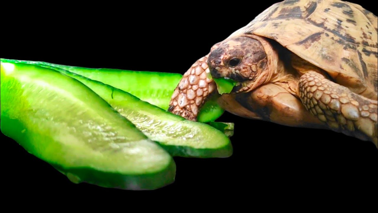 ASMR Mukbang Eating cucumber 🐢 turtle tortoise 10 - YouTube