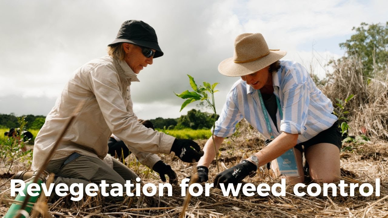 Using Revegetation for Weed Management - YouTube