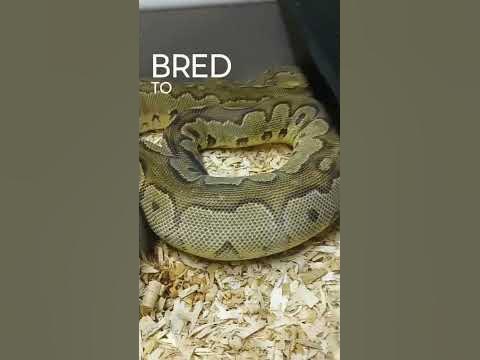 Scale Separation On Gravid Ball Python! #Shorts - YouTube