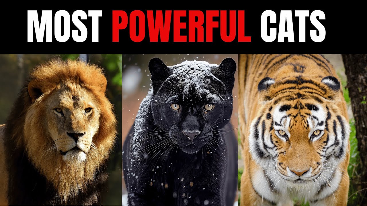"5 Of The Most Powerful Wild Cats You Won't Believe It! - YouTube