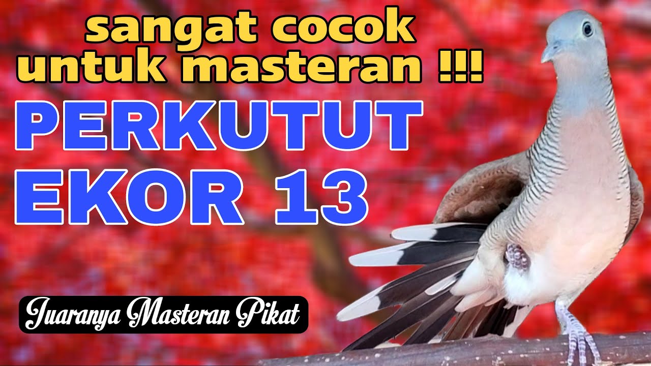 Perkutut Lokal Gacor Ekor 13 Juaranya Masteran Pikat - YouTube