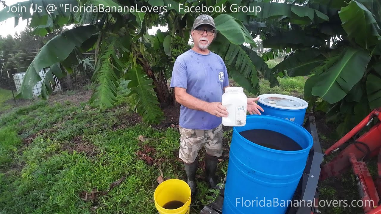 Growing Banana Plants in Clumps with Nice Sized Racks and Plump Bananas ...