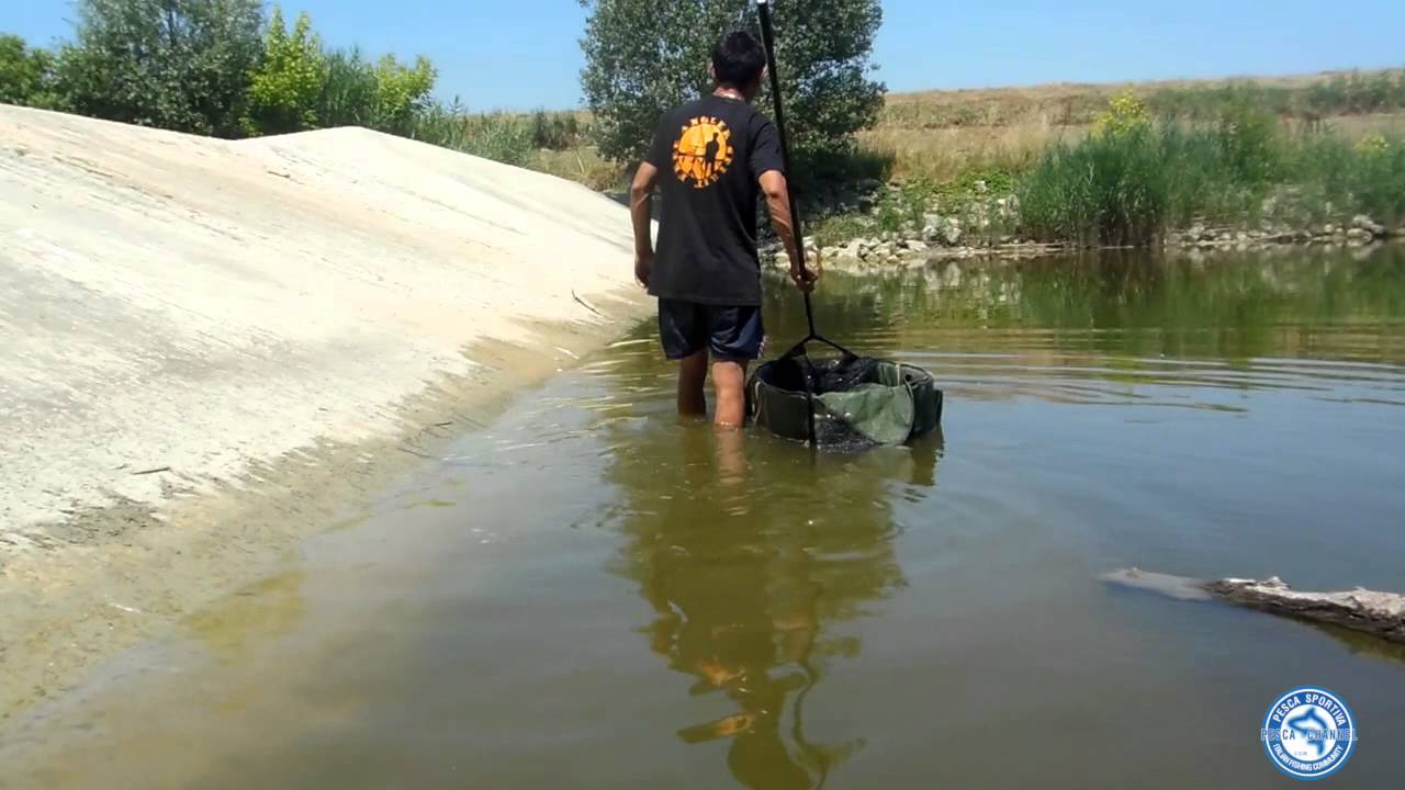 Svegliamo le Istituzioni!! Salvataggio Carpe nel Fiume Lamone. Io non ...