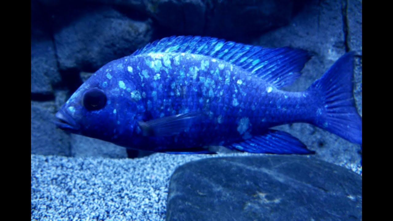 Pheno Star Sapphire at Maximum Color - YouTube