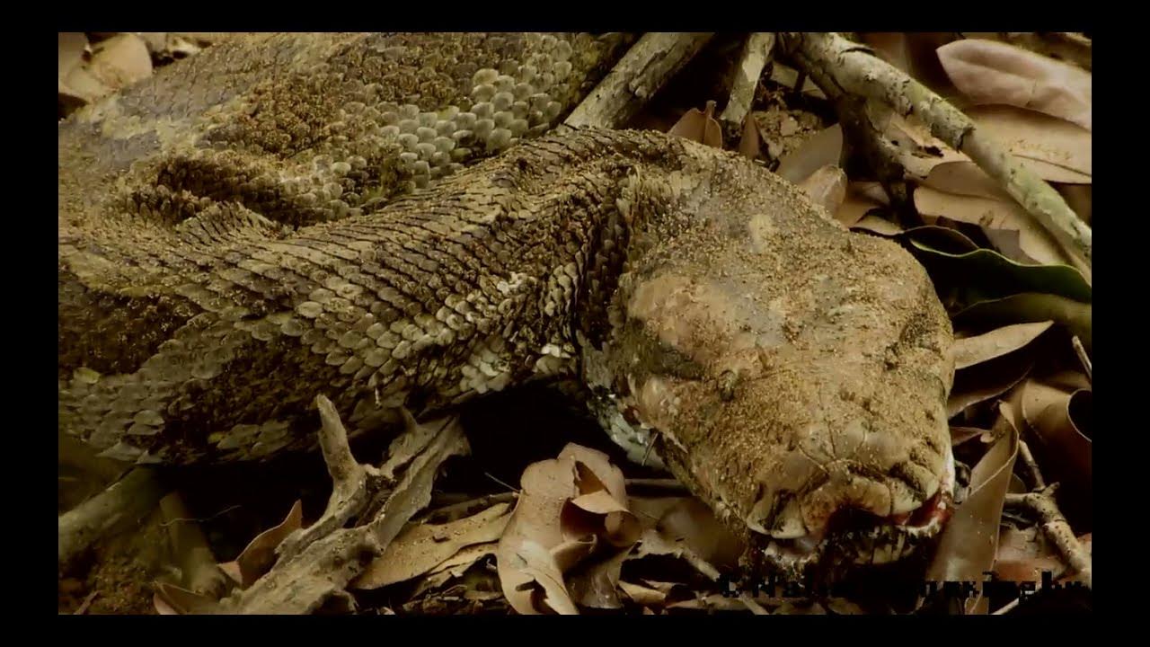 Python kills feral pig part 01 - YouTube
