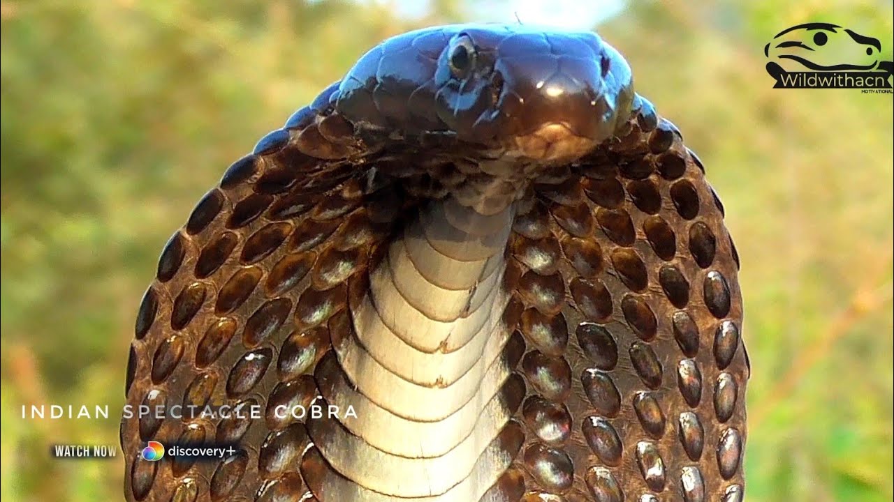 \\deadly snake //spectacle cobra snake rescue indian ब्लैक कोबरा - YouTube