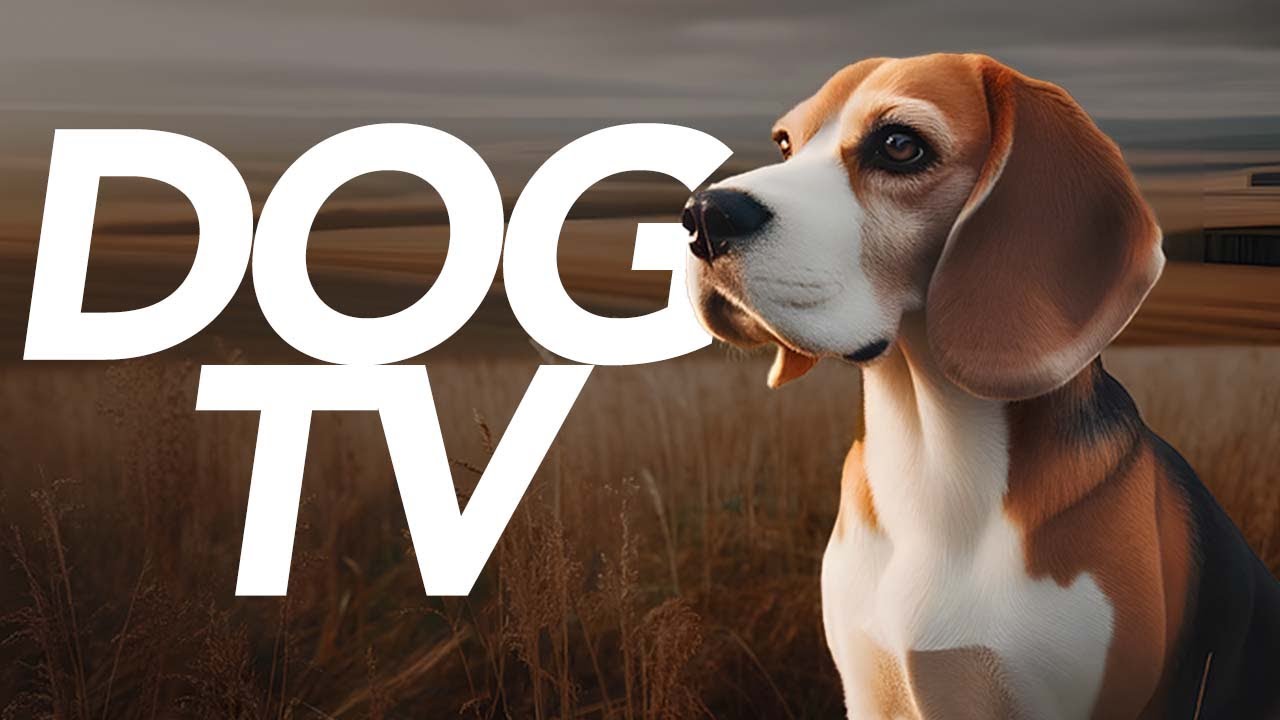 DOG TV - Beach Adventure and Landscape Exploration for Dogs (20 Hours ...
