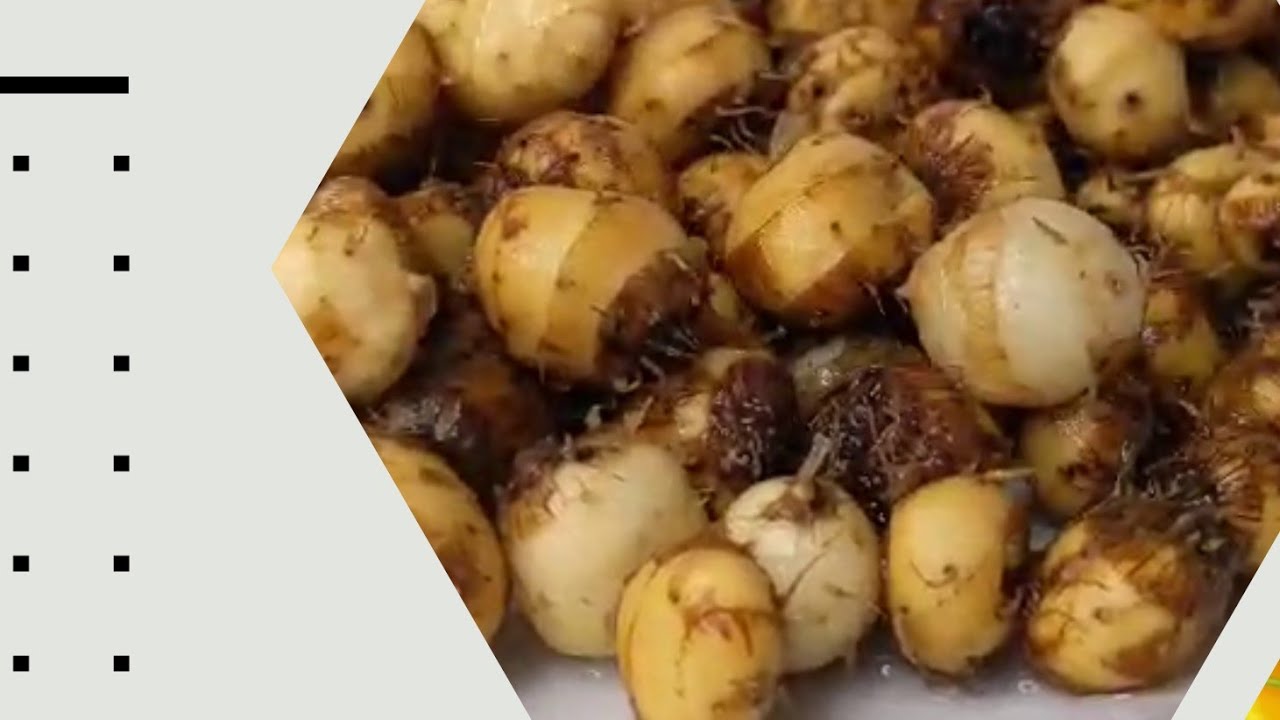 HOW TO HARVEST TIGER NUTS (CHUFA) GROWN IN THE UK - YouTube