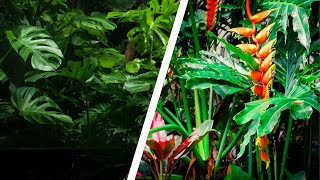27 Most Amazing Plants in the Amazon Rainforest | rainforest plants