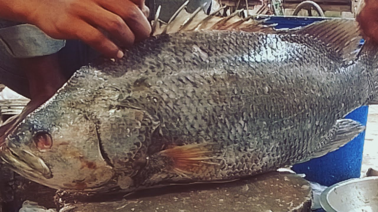 Amazing Giant Fish Cutting Skills | Fish Cutting Method | Fish Market ...