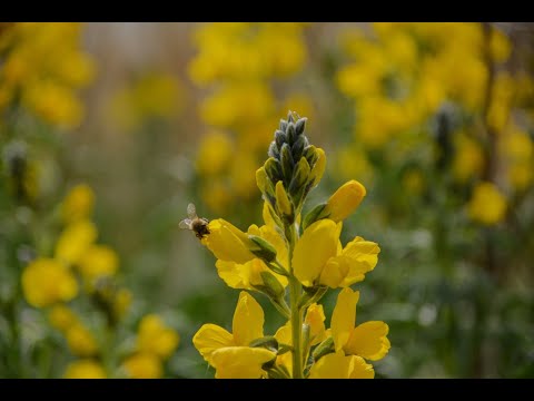 Vişne ve Eber Sarısı Festivali