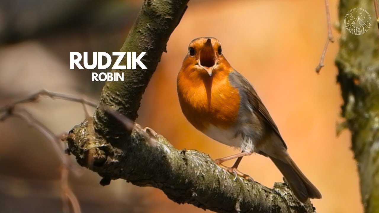 Rudzik - śpiew | Robin - singing - YouTube