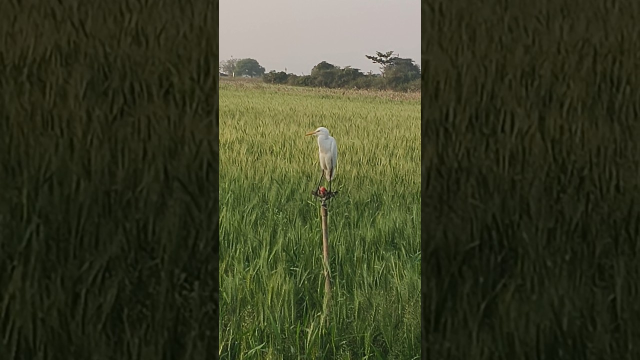 khubsurat parinda mere kheti me 🦩bagla beutiful birds my farms #birds # ...