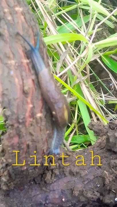 lintah darat #lintah #pacet #shorts - YouTube