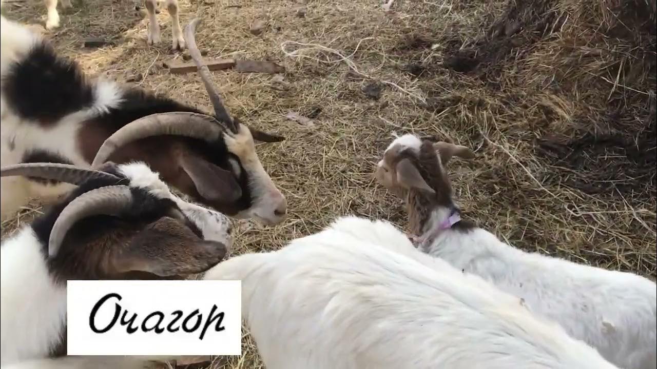 ВОЗВРАЩЕНИЕ БЛУДНОЙ ДОЧЕРИ Youtube
