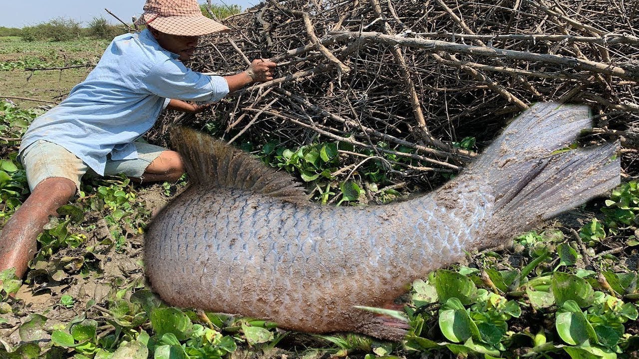 Unique Fishing 2023 Catching Big Catching Fish In Dry Season.New ...