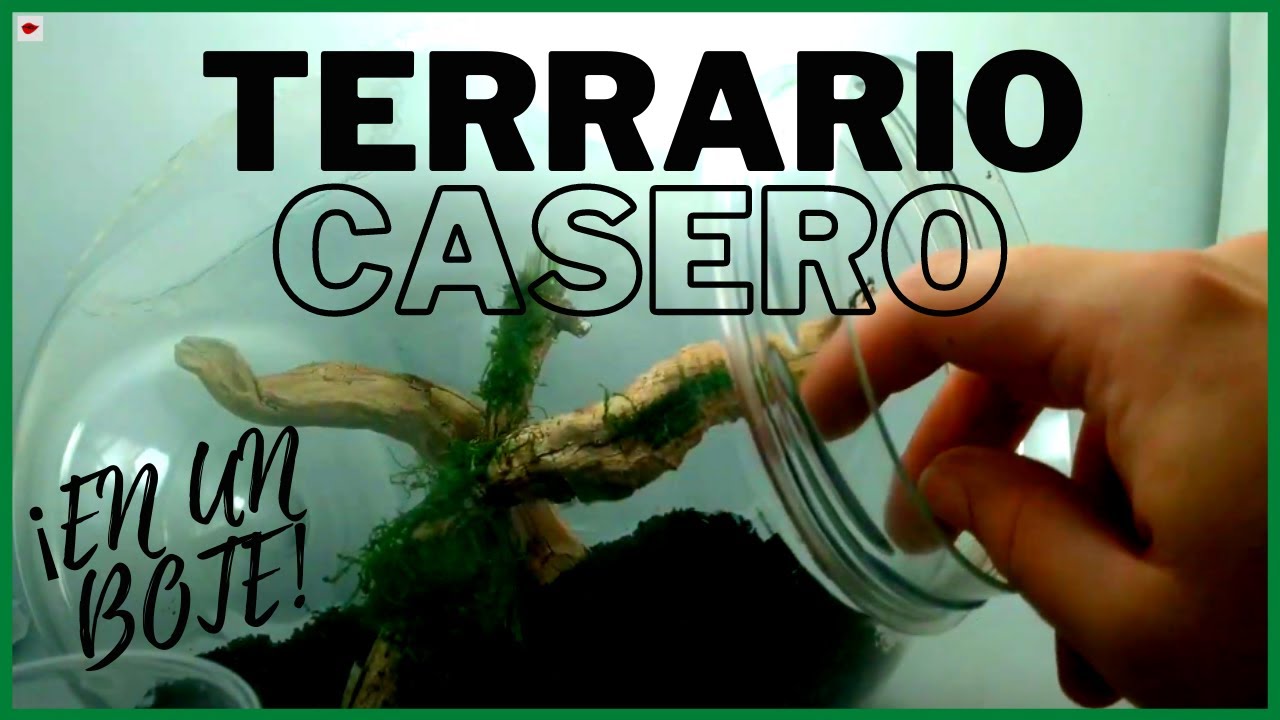COMO HACER un TERRARIO CASERO para MANTIS ¡BIOACTIVO! | FÁCIL y BARATO ...