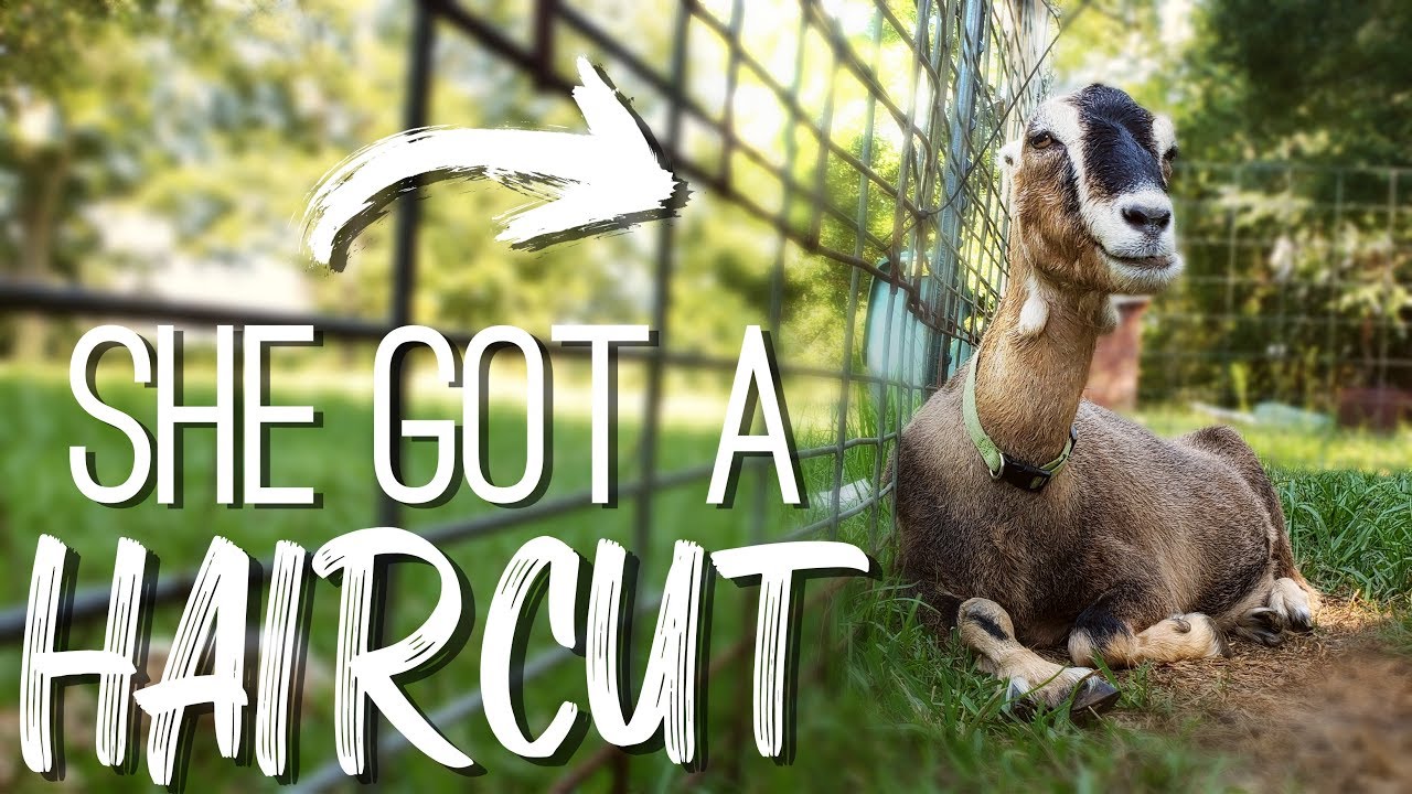 Goat Spa Day | Totes Goats - YouTube