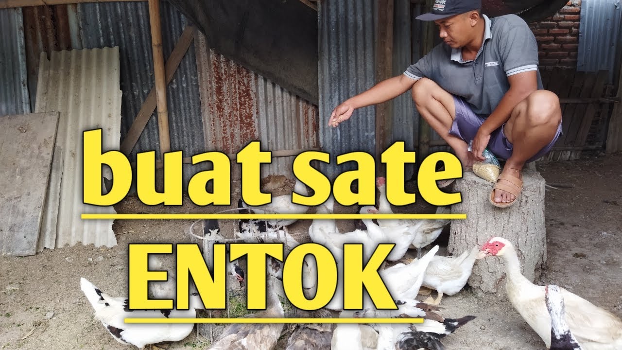 OLAHAN DARI ENTOK || SATE ENTOK - YouTube