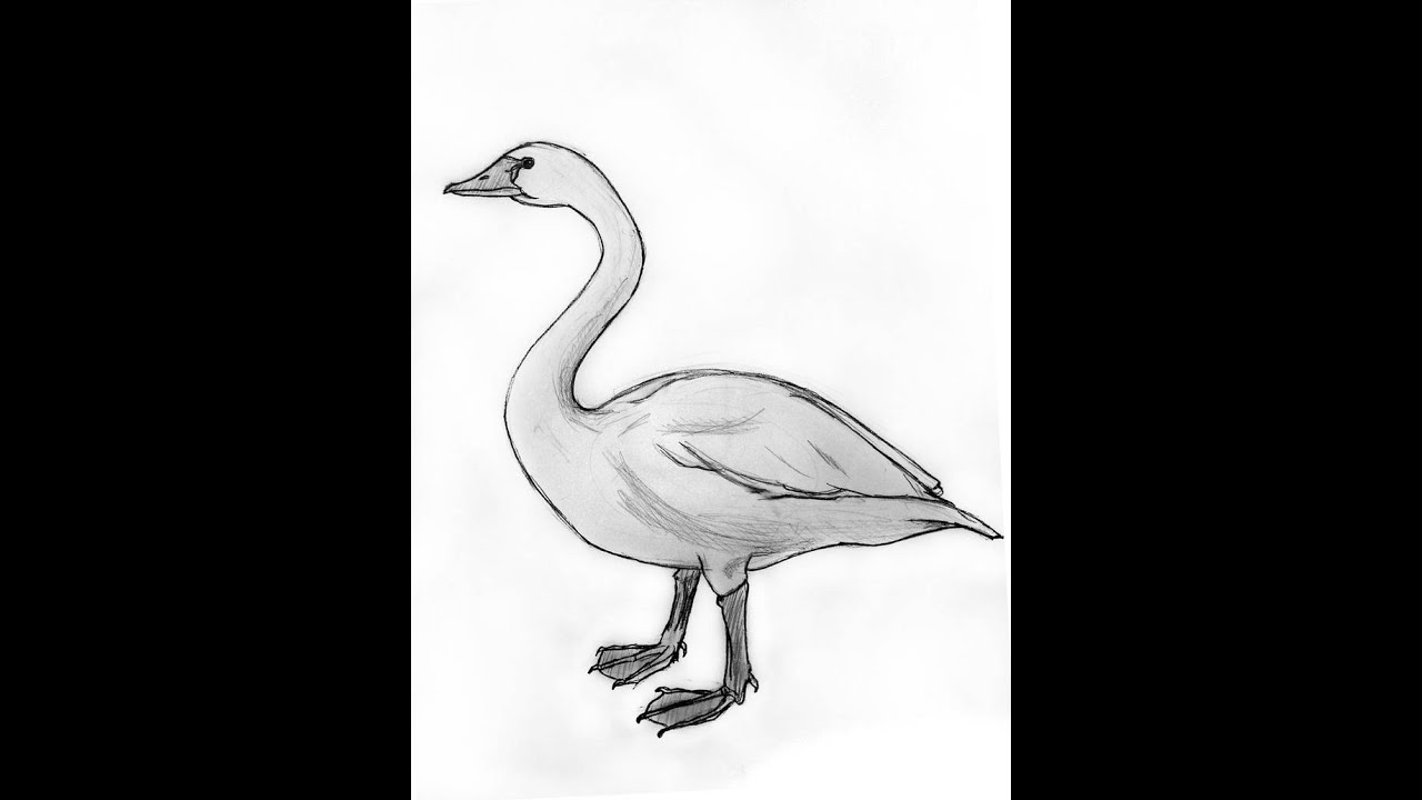 How to draw a swan pencil sketch - YouTube