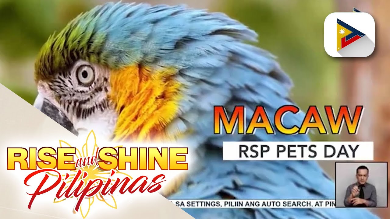 WEDNESDAY PETSDAY | Macaw parrots - YouTube