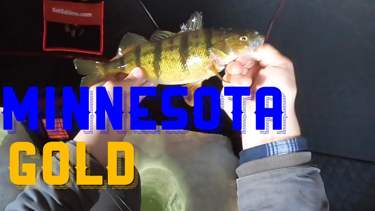 The Best Minnesota Jumbo PERCH fishing VIDEO (UNDERWATER FOOTAGE) - YouTube