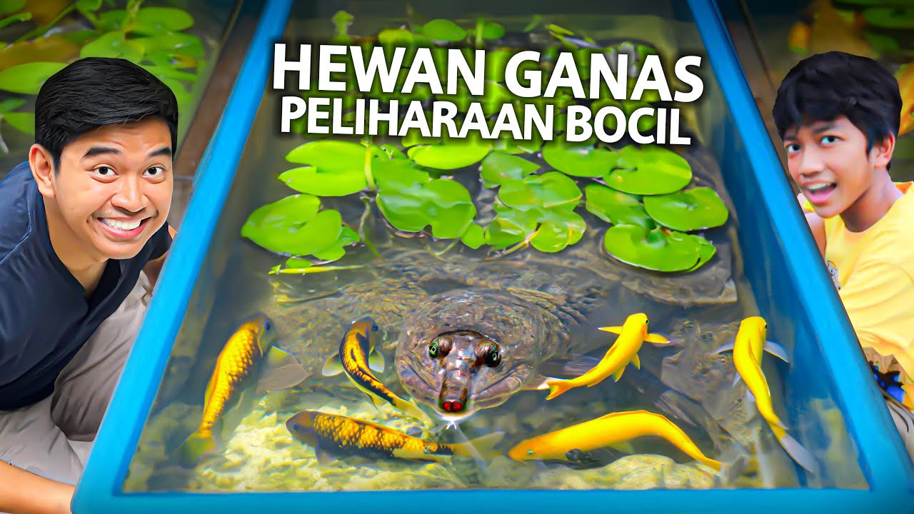 HEWAN GANAS PELIHARAAN BOCIL 13 TAHUN! MASIH KECIL PELIHARAANNYA ...
