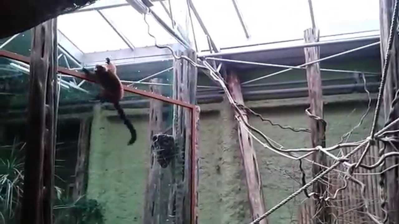 Lamur Wari Rudy - Zoo Wrocław # Aidik - YouTube