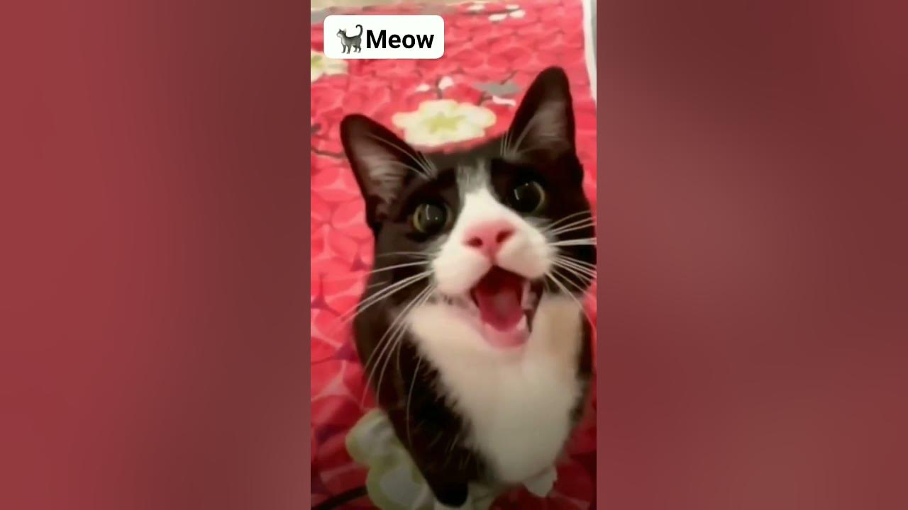 Cutie Cat Youtube
