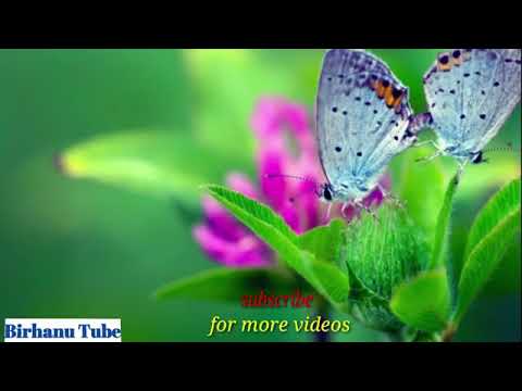 worku Andualem - አካል ደማማዬ • ምርጥ ባህላዊ ሙዚቃ - YouTube