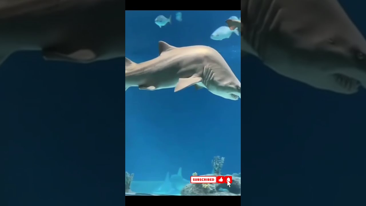 Shark With Scoliosis. Osteoshark 🦈🔙↩️ - YouTube