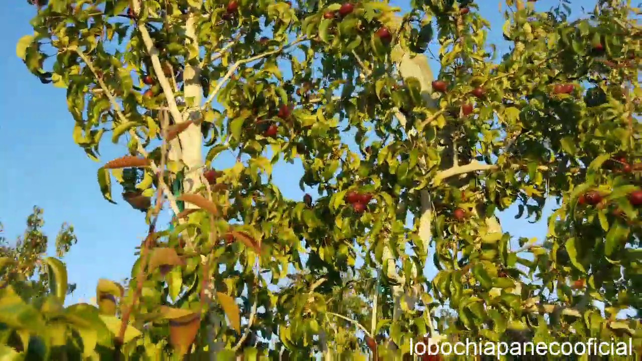tambien senos viene la fruta de la pera Ercolini o la pera roja - YouTube