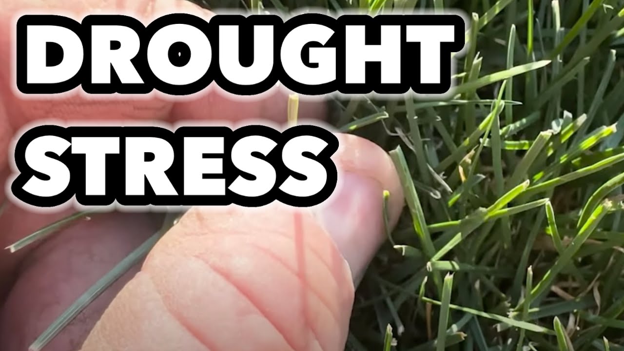 Drought Stress Signs Crank Up Watering The Lawn - YouTube