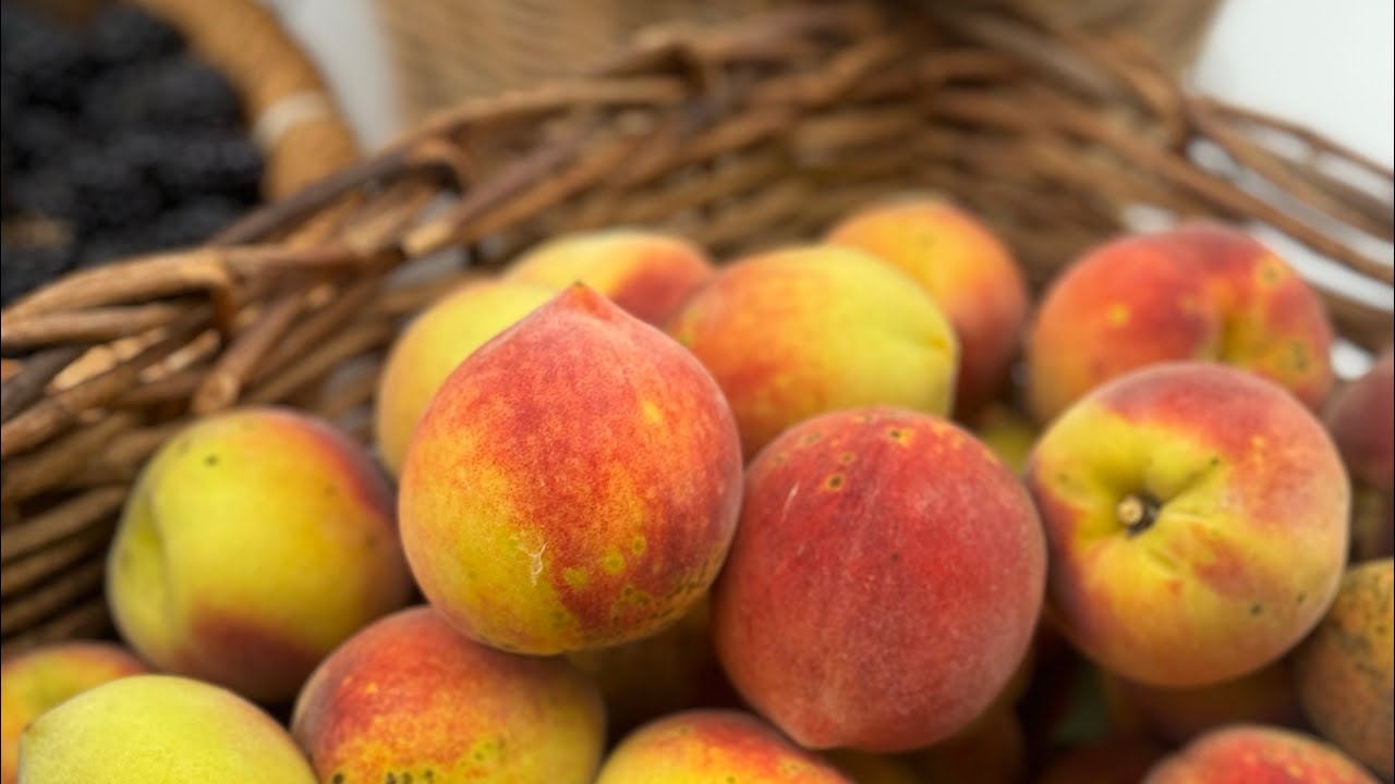 Loring Peach Harvest - Year 2 June 19, 2024 - YouTube