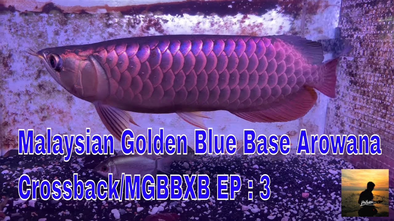 Malaysia Golden Blue Base Arowana Crossback / MGBBXB ( Update ...