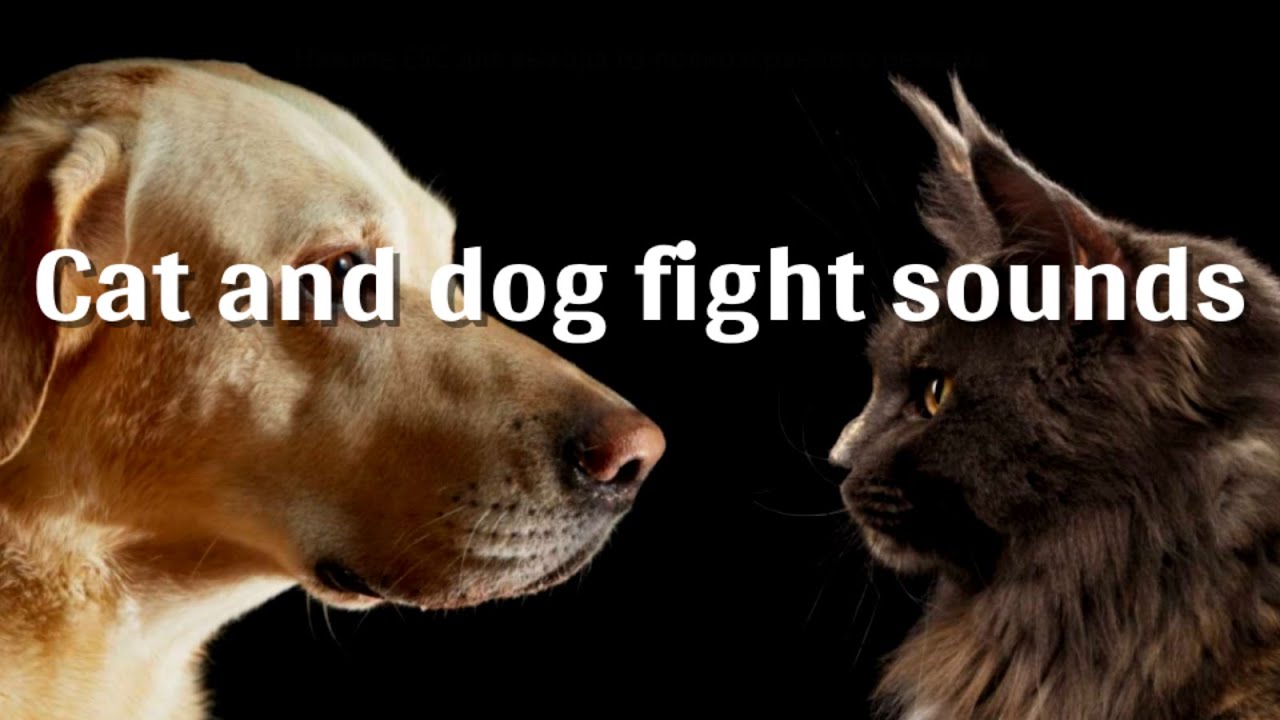 Cat and dog fight sounds - YouTube