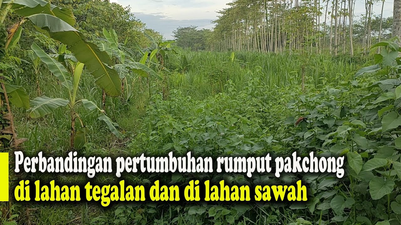 Perbandingan pertumbuhan rumput pakchong di lahan tegalan dan di lahan ...