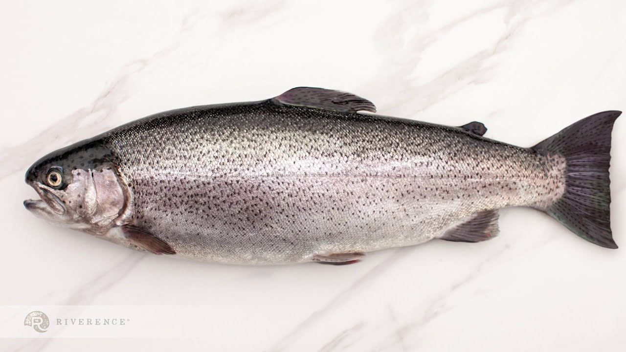 Where we raise Riverence steelhead & rainbow trout - YouTube
