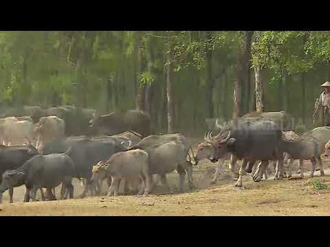 Uniknya KAMPUNG KERBAU di Ngawi | RAGAM INDONESIA (30/12/21)