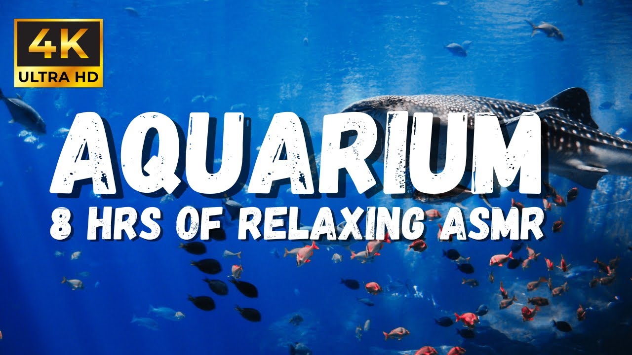 Dream Aquarium 4k, 8 hours of Underwater Asmr For Relaxation (no Music ...